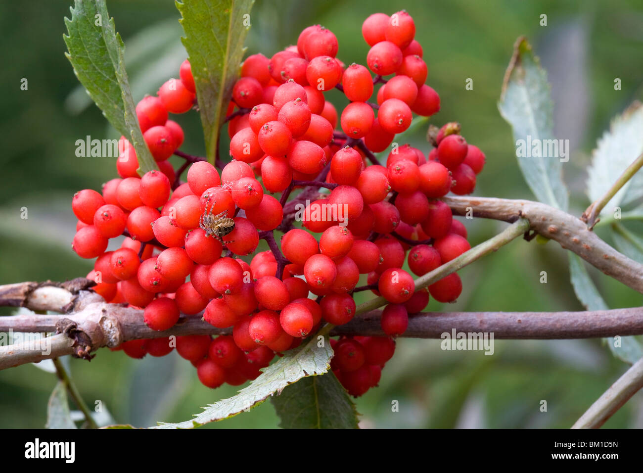 Roter holunder sambucus racemosa -Fotos und -Bildmaterial in hoher ...
