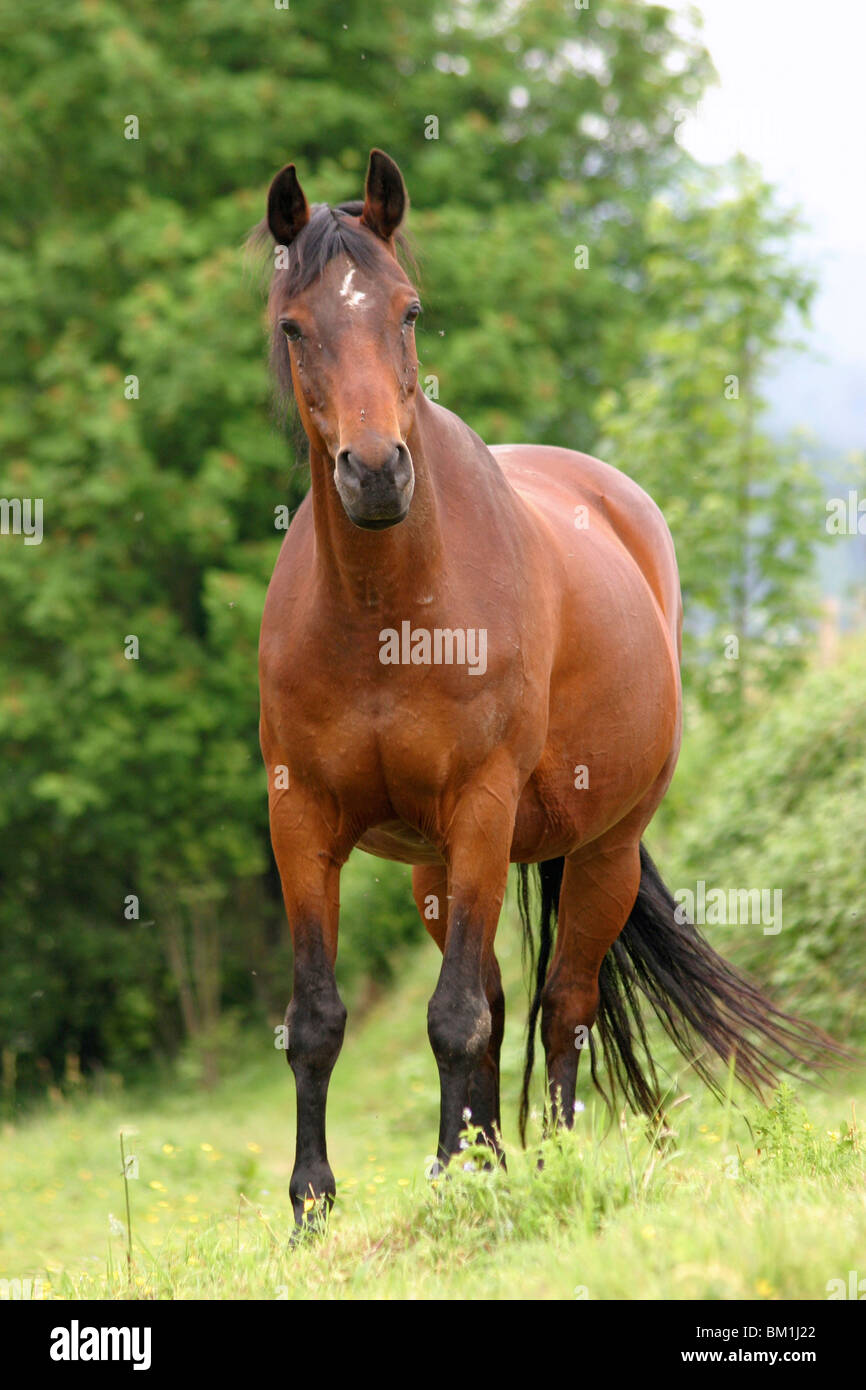 Morgan Pferd stehend Stockfotografie - Alamy
