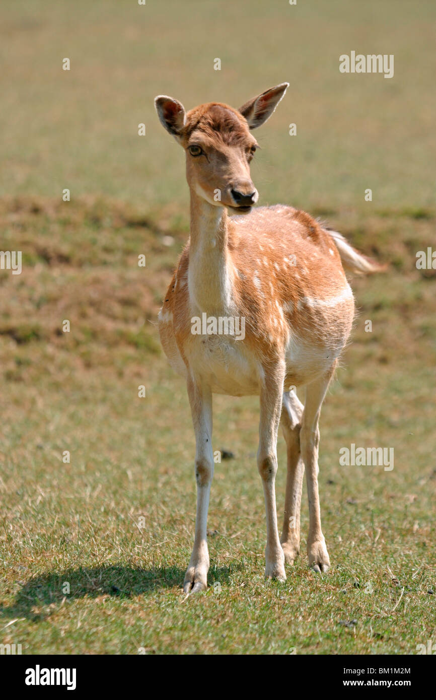 Damwild Wiese Stockfotos und -bilder Kaufen - Alamy