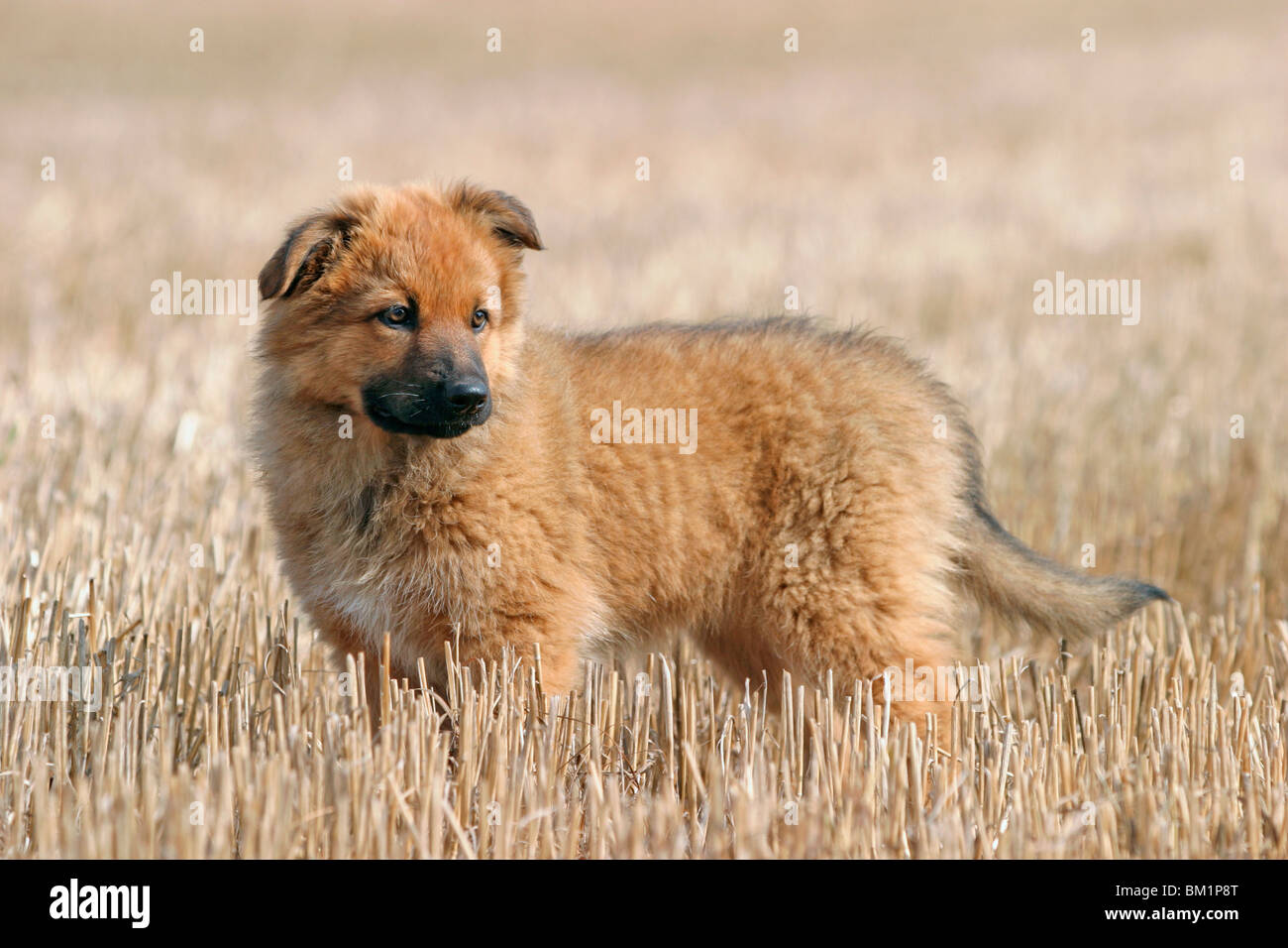 Harzer natur -Fotos und -Bildmaterial in hoher Auflösung – Alamy