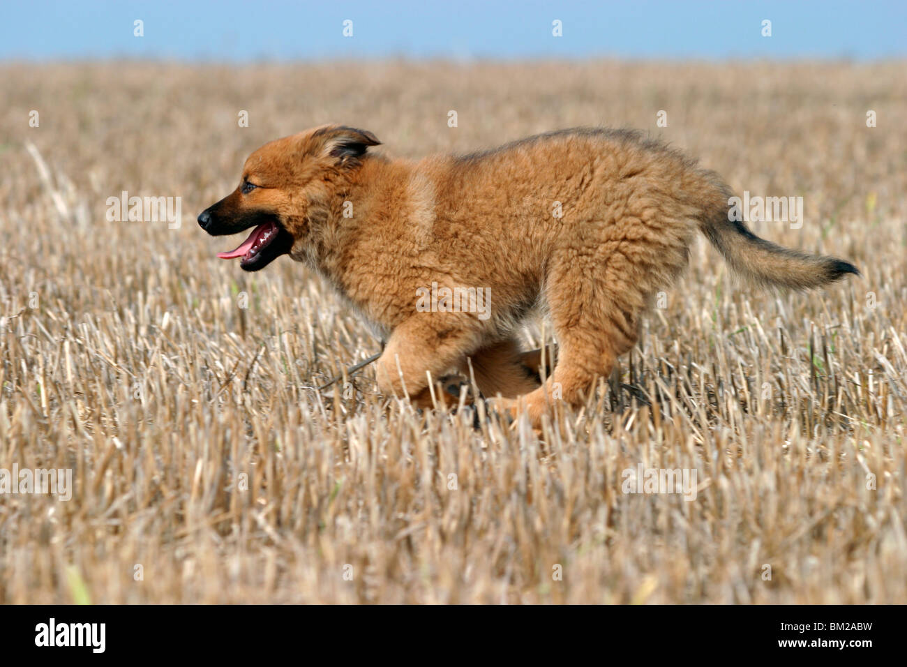 Hund harzer fuchs welpen -Fotos und -Bildmaterial in hoher Auflösung ...