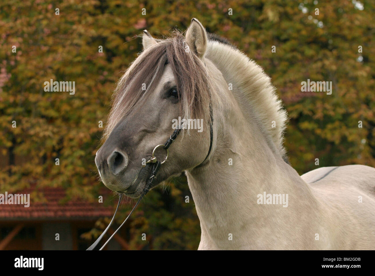 Fjordpferde Hengst Im Portrait / Hengst Stockfotografie - Alamy