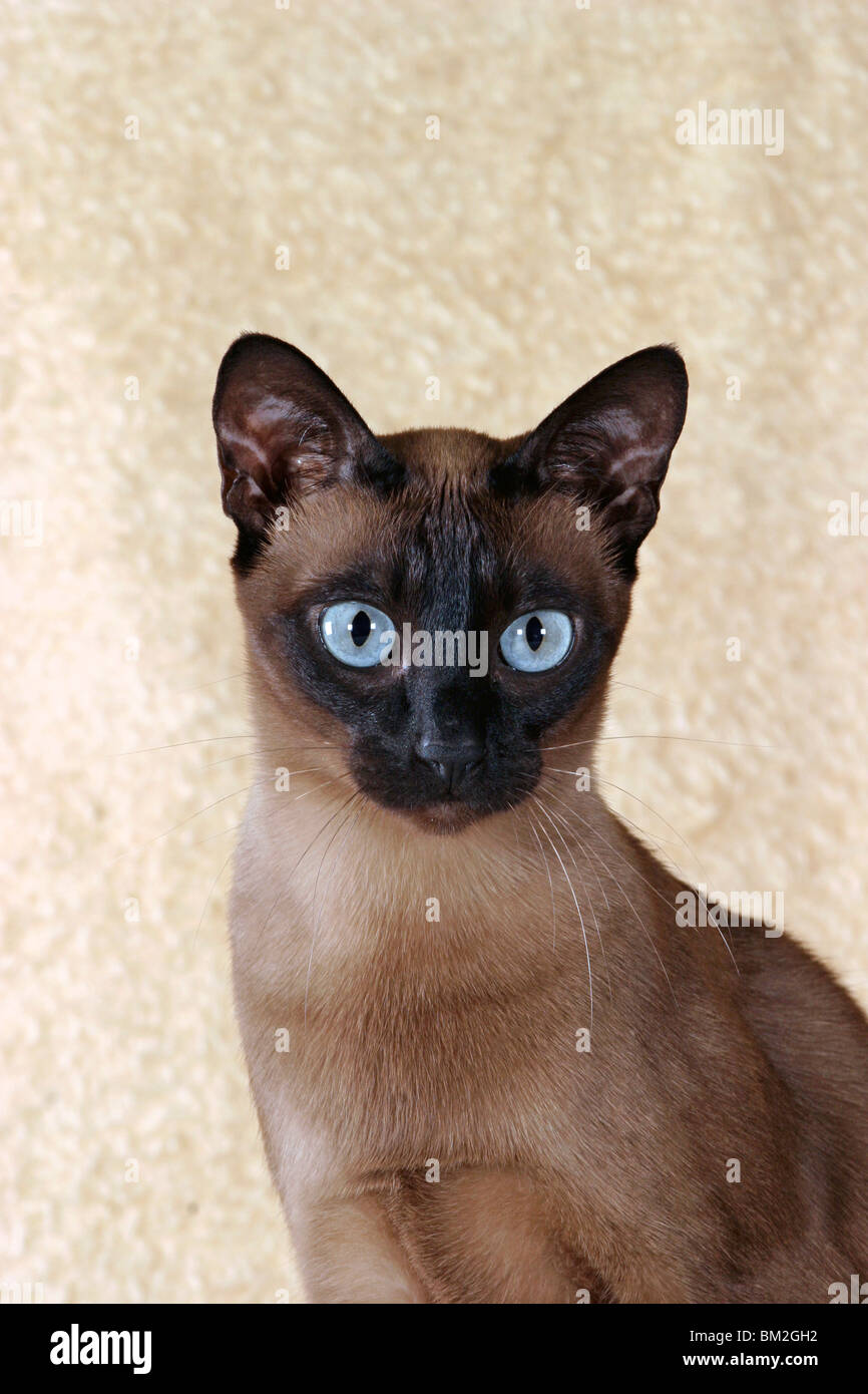Tonkinese cat portrait -Fotos und -Bildmaterial in hoher Auflösung – Alamy