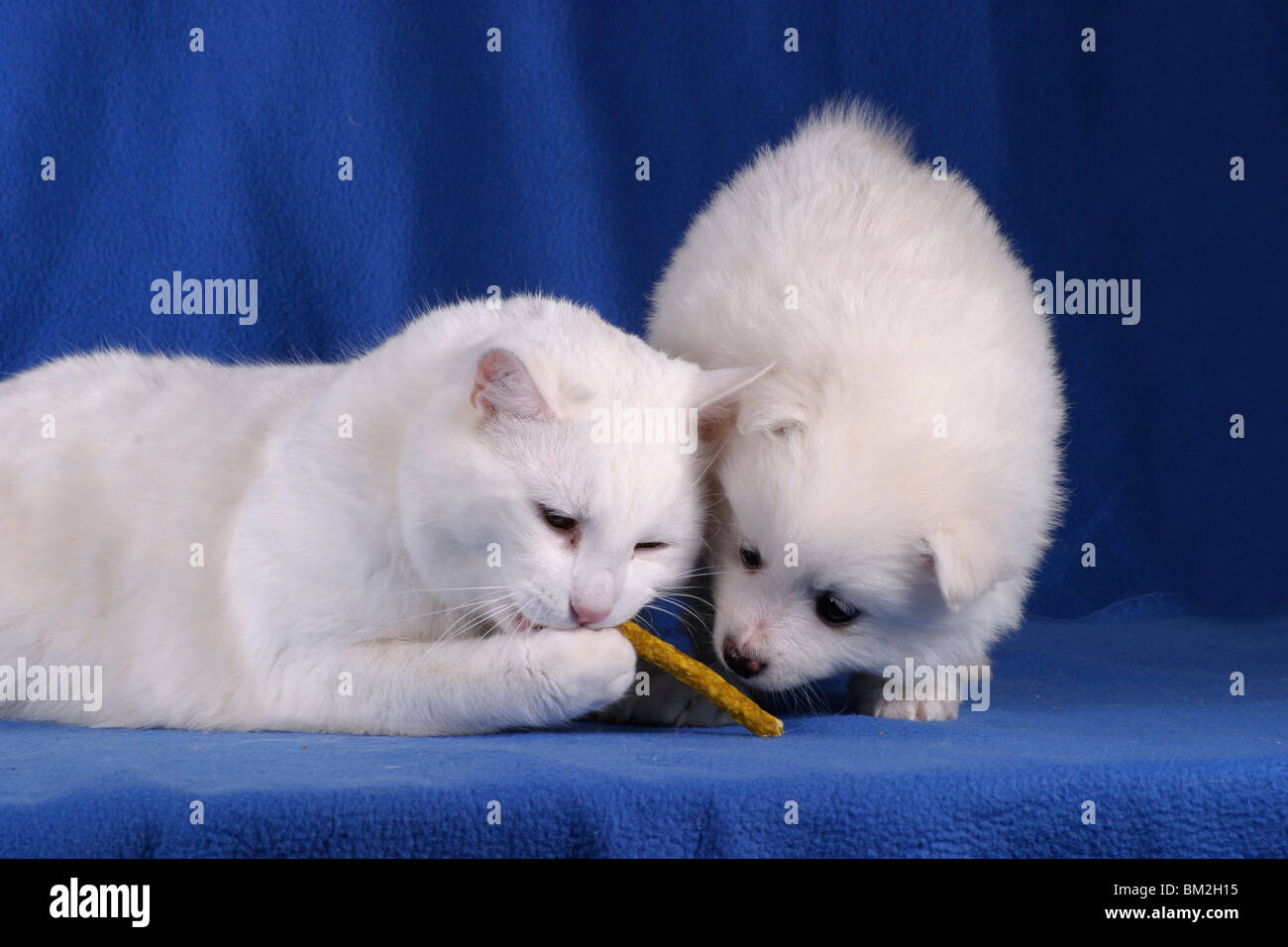 Katze & Spitz Welpe / Katze & Deutscher Zwergspitz Welpen ...