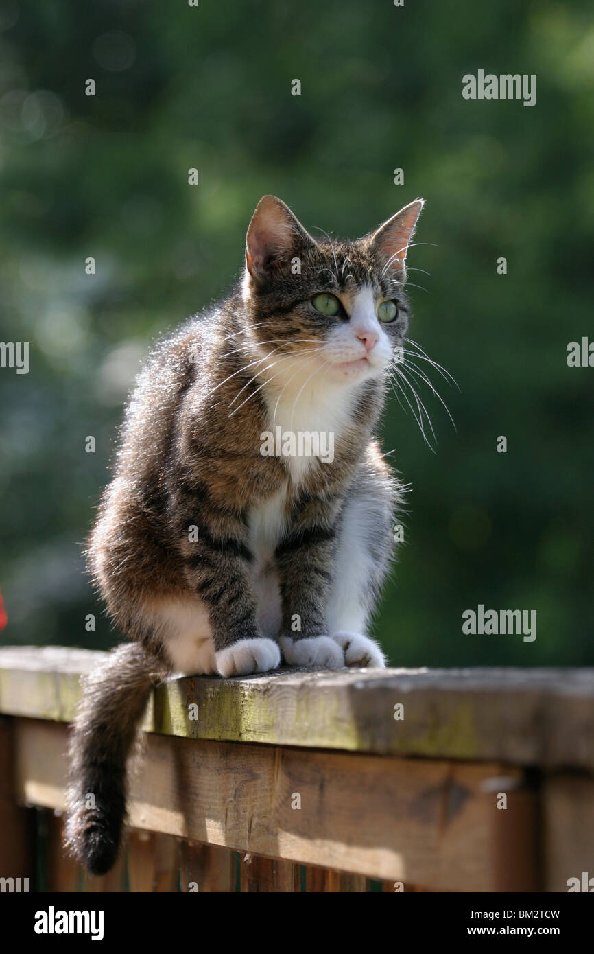 Sitzende Katze / Katze sitzend Stockfotografie - Alamy