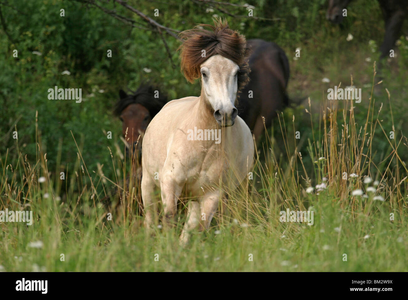 Islandpferd falbe -Fotos und -Bildmaterial in hoher Auflösung – Alamy