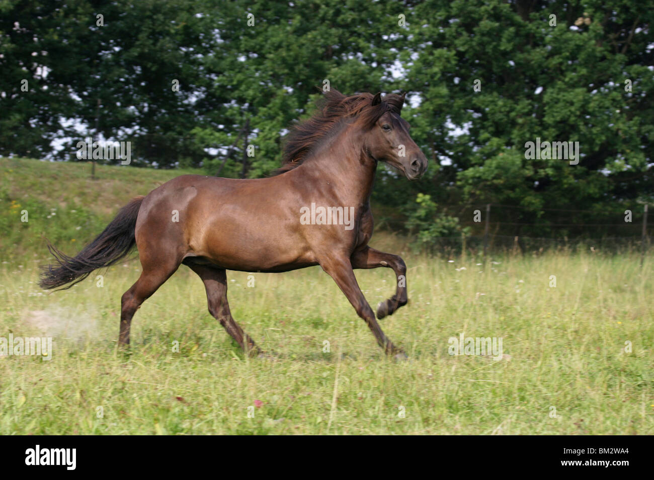 Islandpferd galopp -Fotos und -Bildmaterial in hoher Auflösung – Alamy