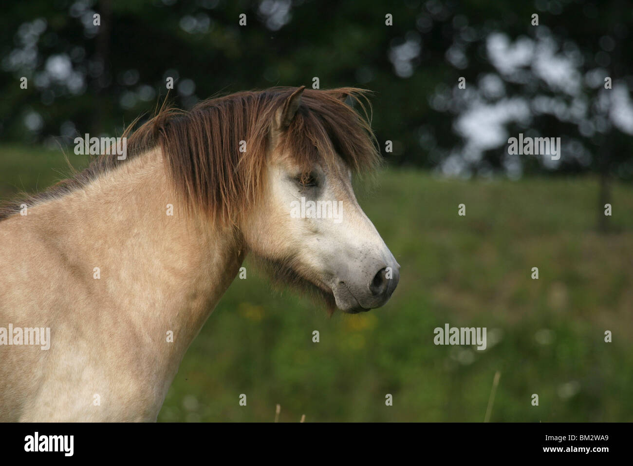 Islandpferd falbe -Fotos und -Bildmaterial in hoher Auflösung – Alamy