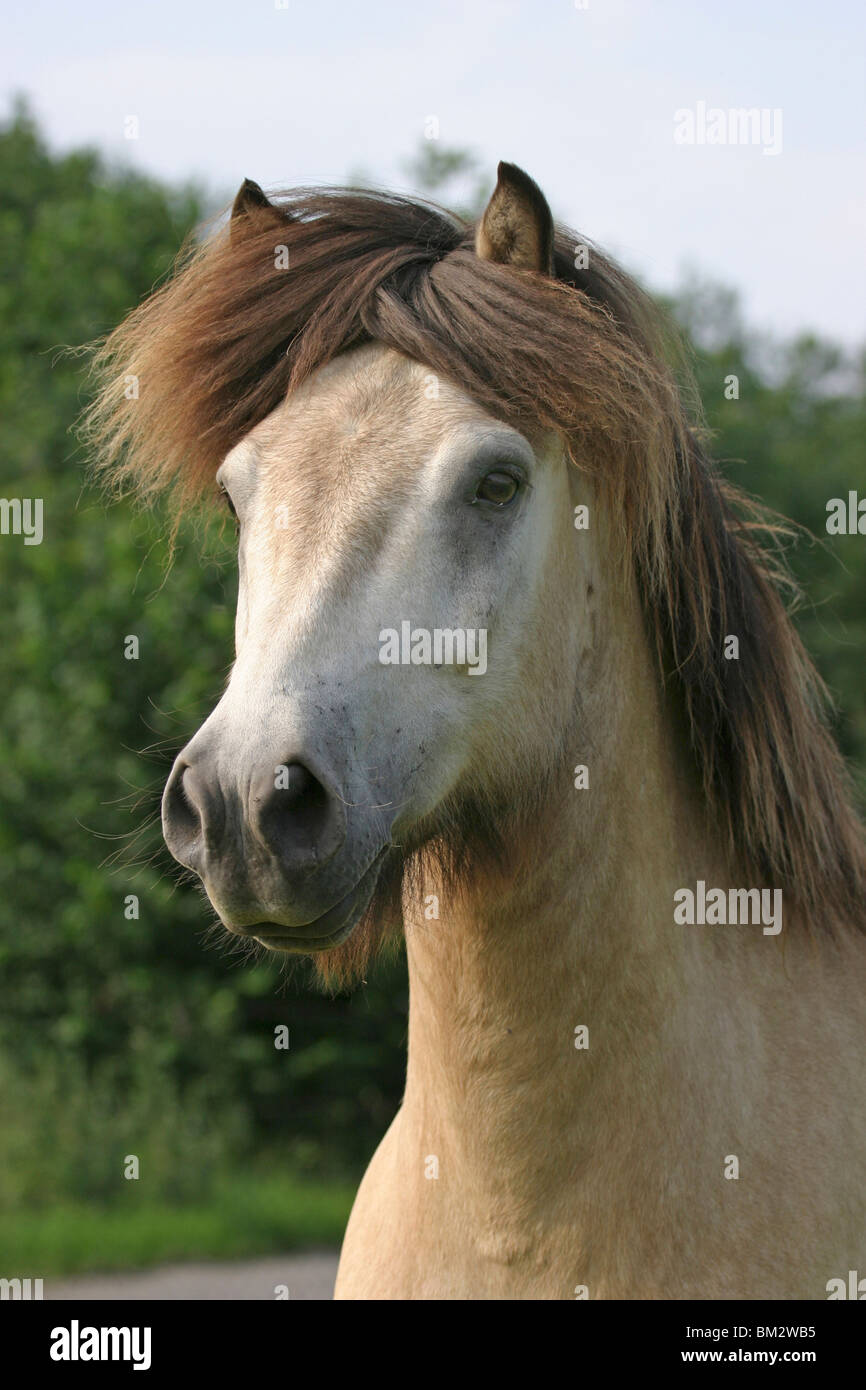 Islandpferd falbe -Fotos und -Bildmaterial in hoher Auflösung – Alamy