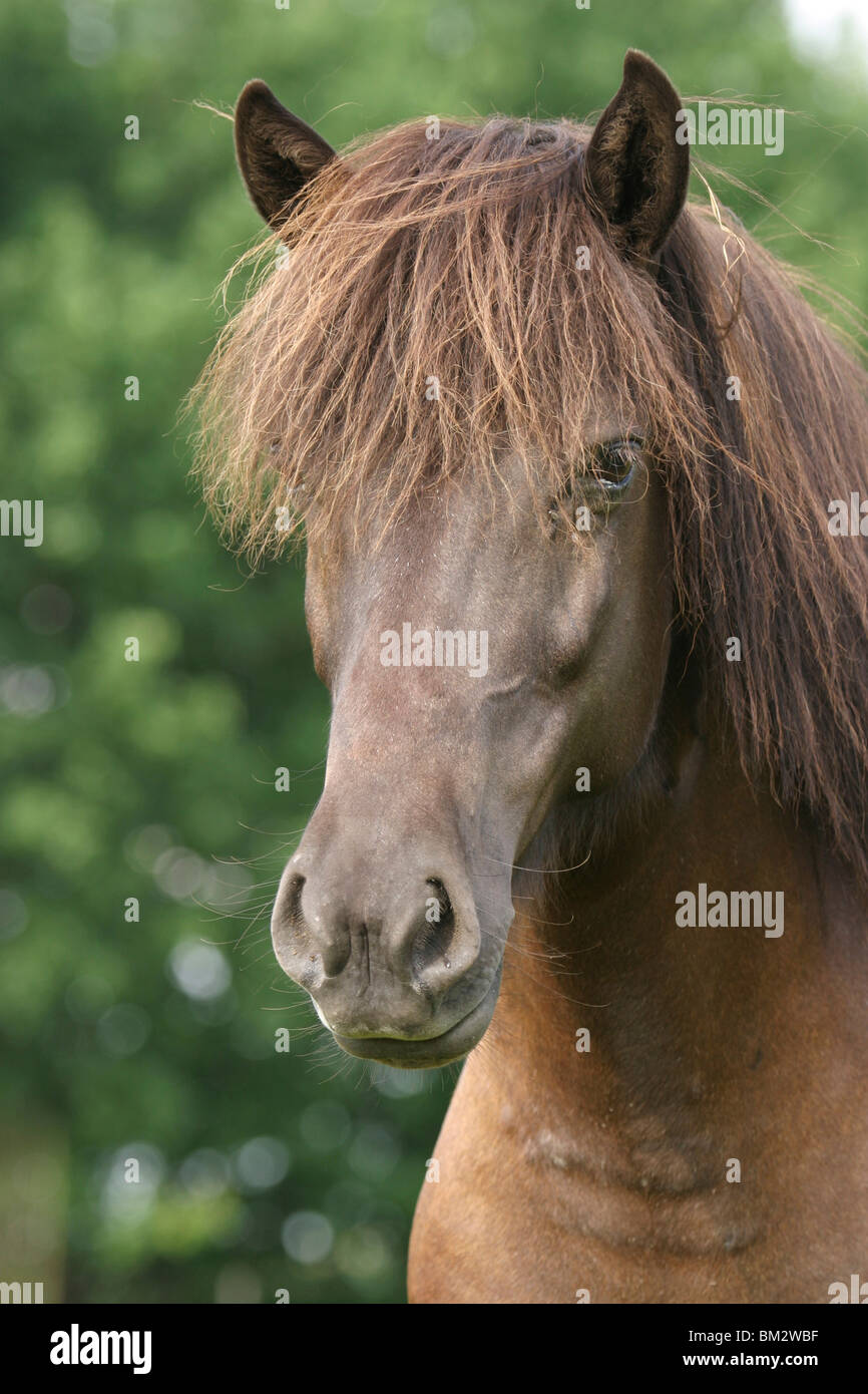 Islandisches pony -Fotos und -Bildmaterial in hoher Auflösung – Alamy