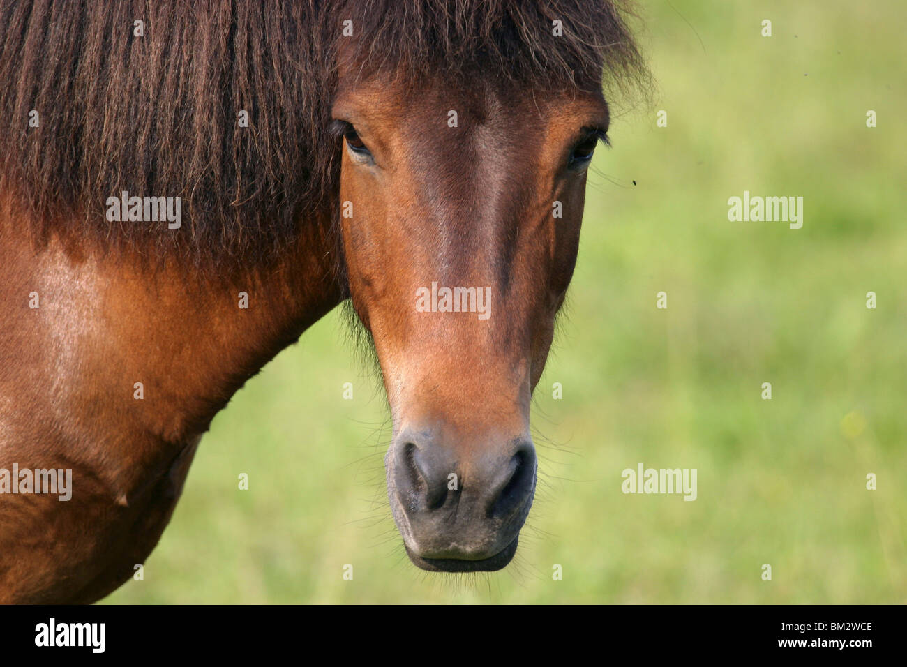 Islandisches pony -Fotos und -Bildmaterial in hoher Auflösung – Alamy