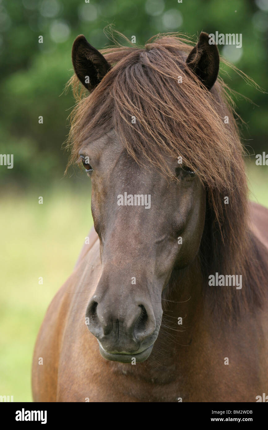 Islandisches pony -Fotos und -Bildmaterial in hoher Auflösung – Alamy