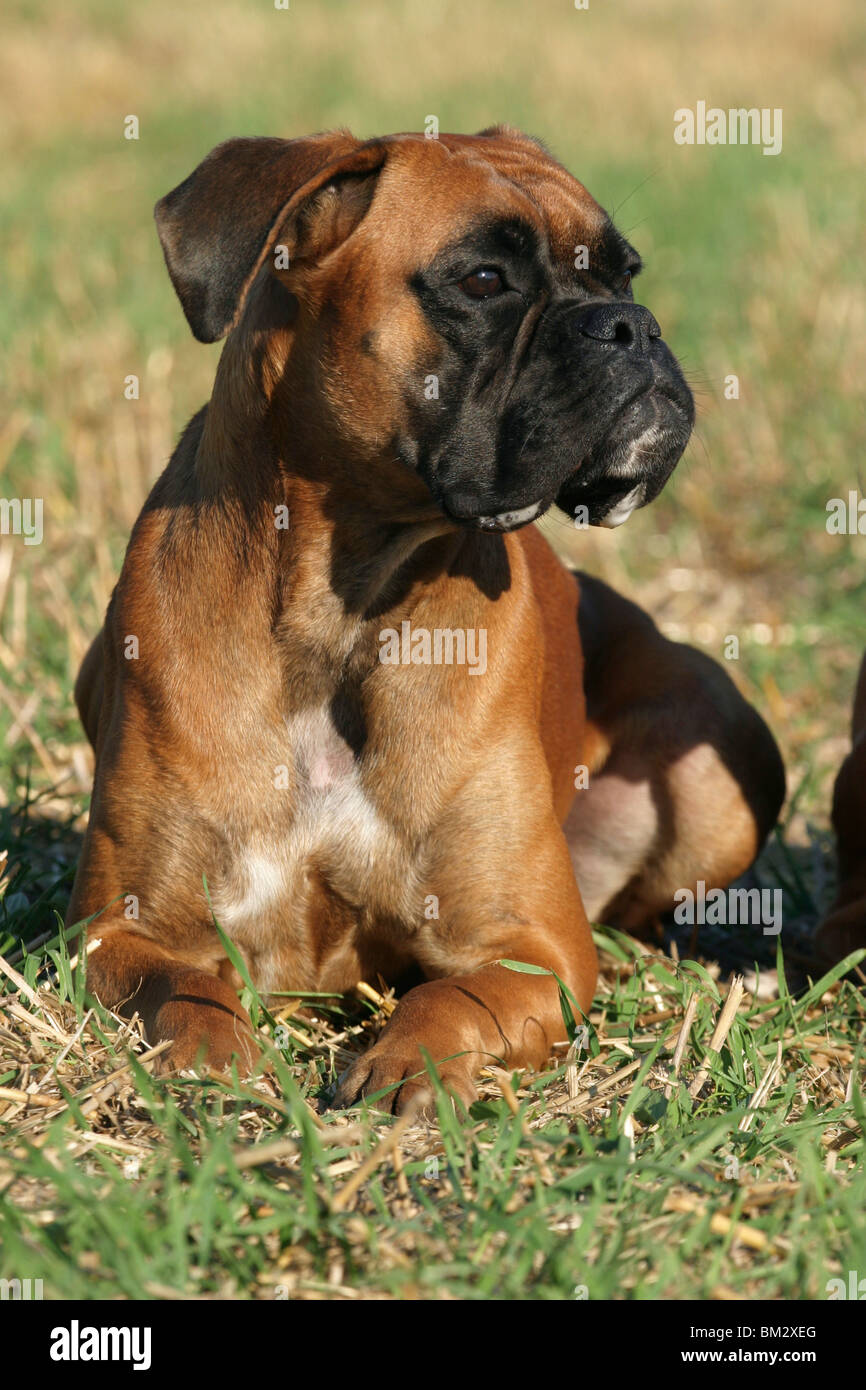 German boxer deutscher boxer -Fotos und -Bildmaterial in hoher ...