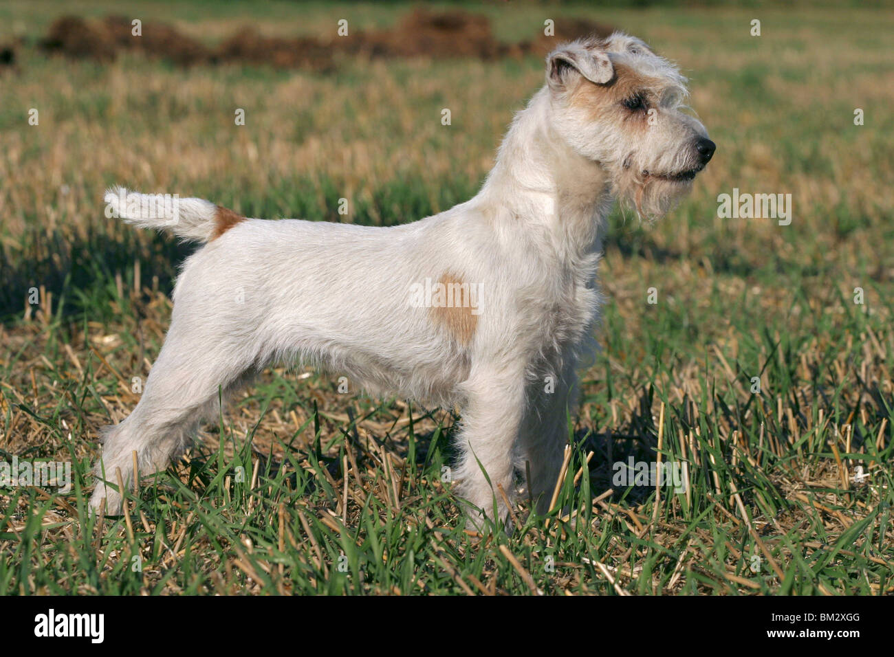 Stehender jagdhund -Fotos und -Bildmaterial in hoher Auflösung – Alamy