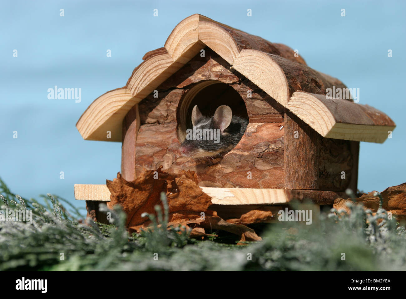 Farbmaus Im Nagerhaus / Maus im Haus Stockfotografie - Alamy
