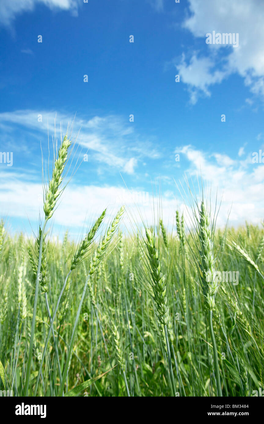 Wheat field -Fotos und -Bildmaterial in hoher Auflösung – Alamy