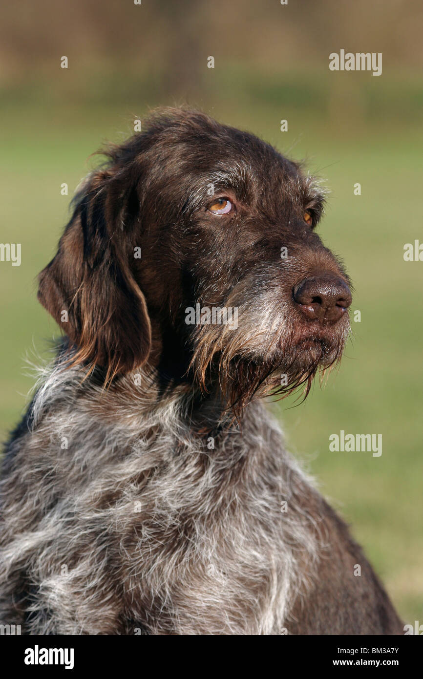Drahthaariger Hund Stockfotos und -bilder Kaufen - Alamy