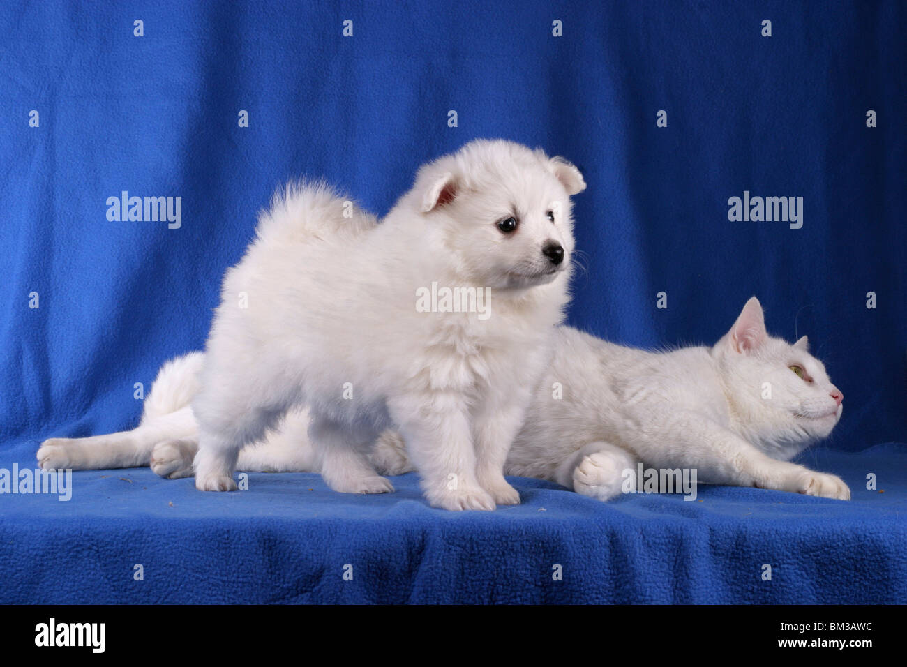 Katze & Spitz Welpe / Katze & Deutscher Zwergspitz Welpen ...