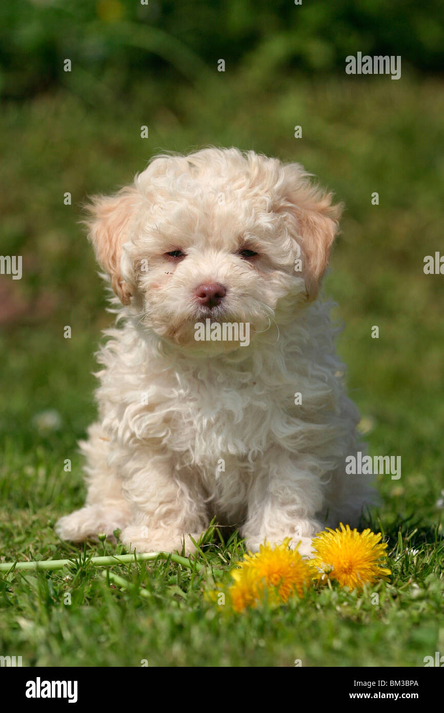 Bolonka Zwetna Welpe / Bolonka Zwetna Welpen Stockfotografie - Alamy
