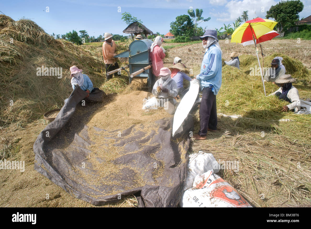 Rice harvest bali -Fotos und -Bildmaterial in hoher Auflösung – Alamy