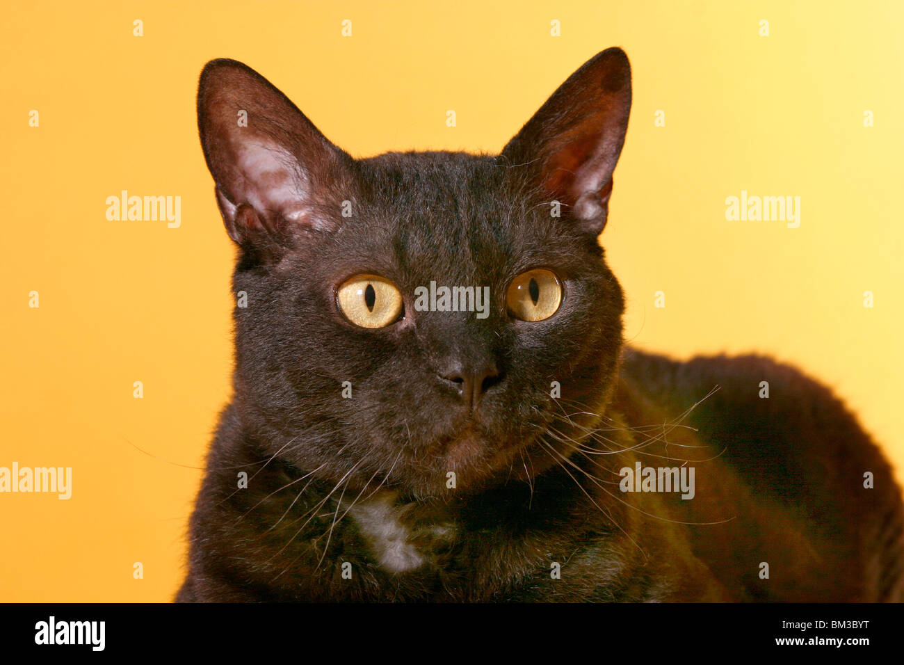 German rex cat Stockfotos und -bilder Kaufen - Alamy