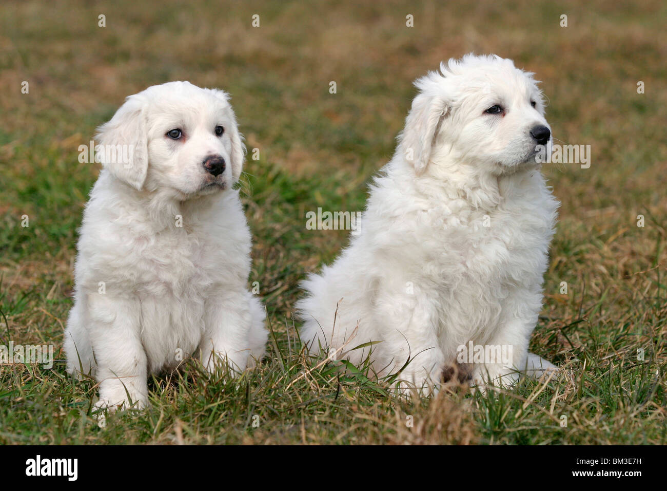 Podhalaner Polski Owczarek Podhalanski Stockfotos und -bilder Kaufen ...