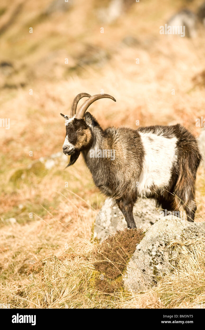 Wild goat -Fotos und -Bildmaterial in hoher Auflösung – Alamy