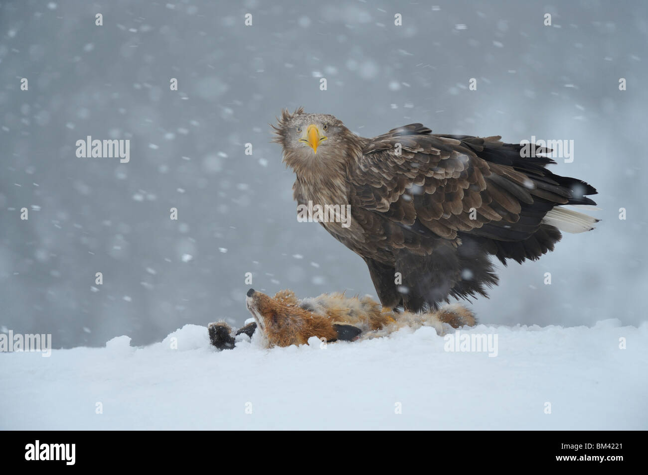 Fox bird -Fotos und -Bildmaterial in hoher Auflösung - Seite 2 - Alamy