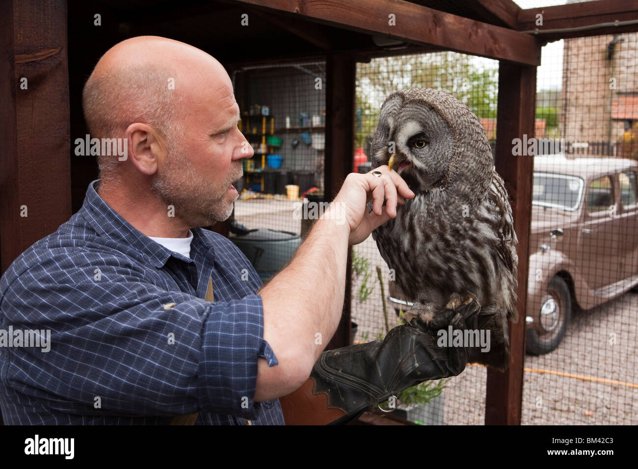 Heimische eule -Fotos und -Bildmaterial in hoher Auflösung – Alamy