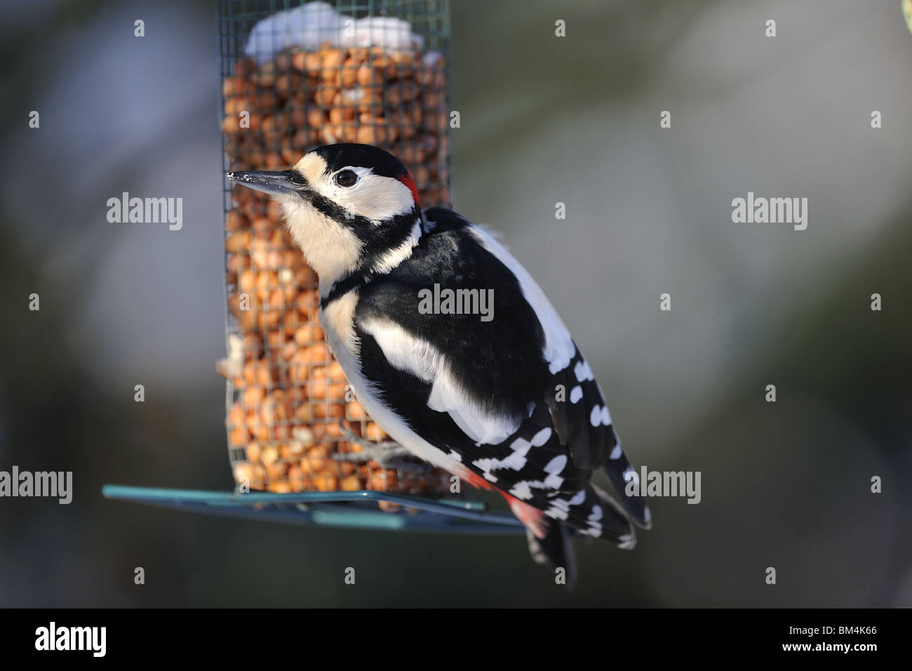 Buntspecht Essen Erdnüsse in eine Futterstation im Winter Vögel ...