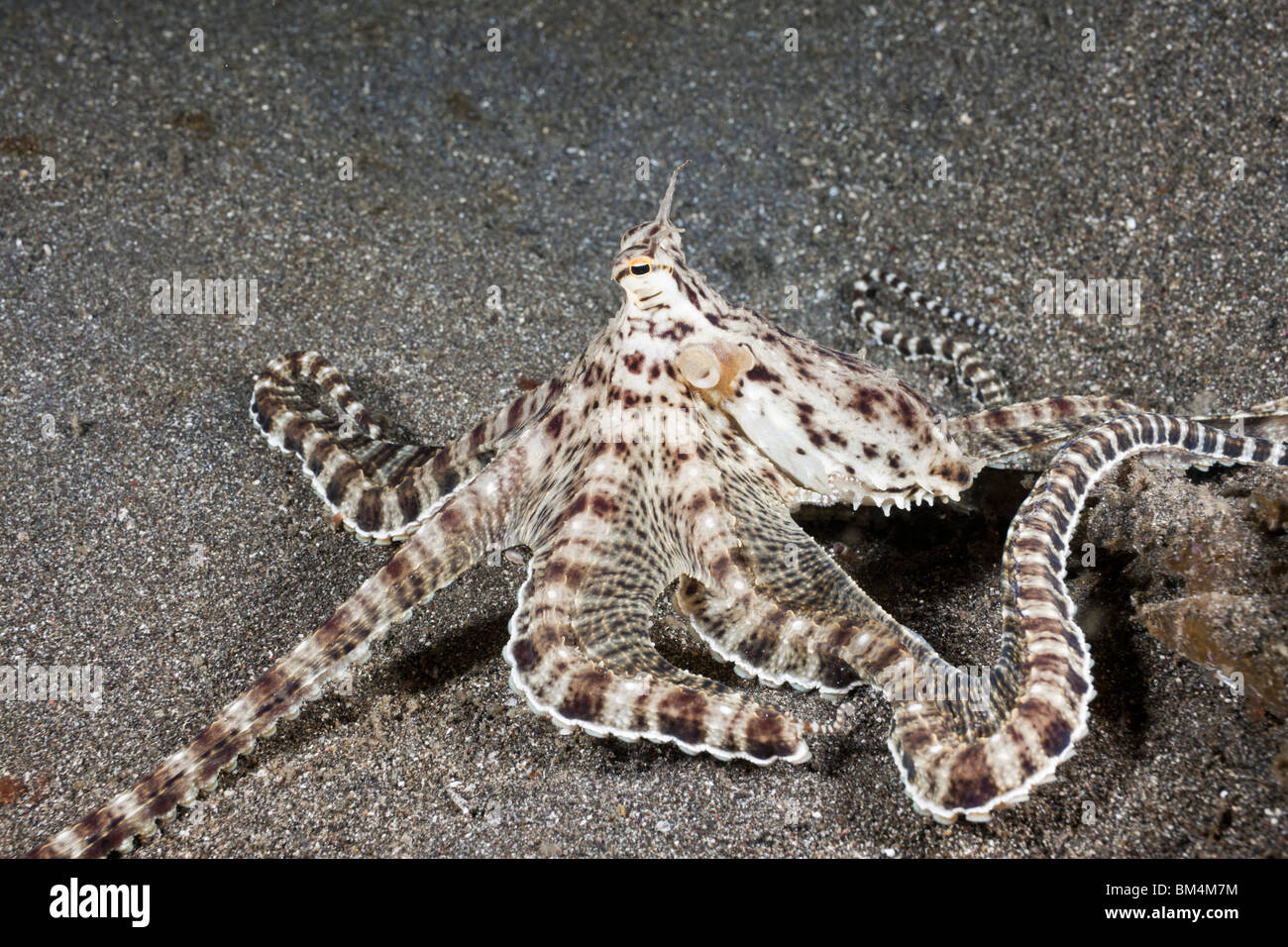 Mimic octopus (sulawesi) -Fotos und -Bildmaterial in hoher Auflösung ...