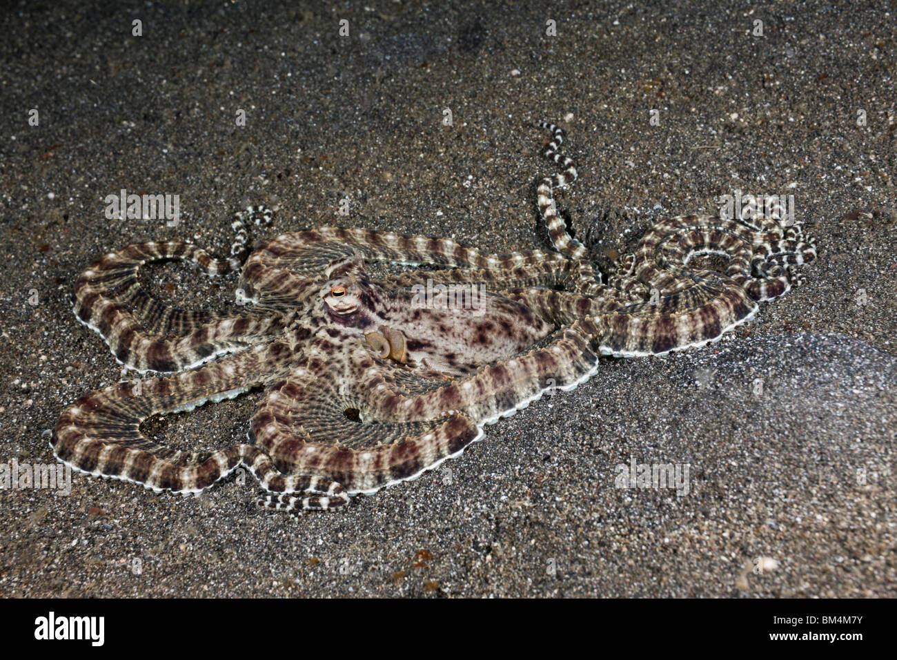 Mimic Octopus, Thaumoctopus Mimicus, Lembeh Strait, Nord-Sulawesi ...