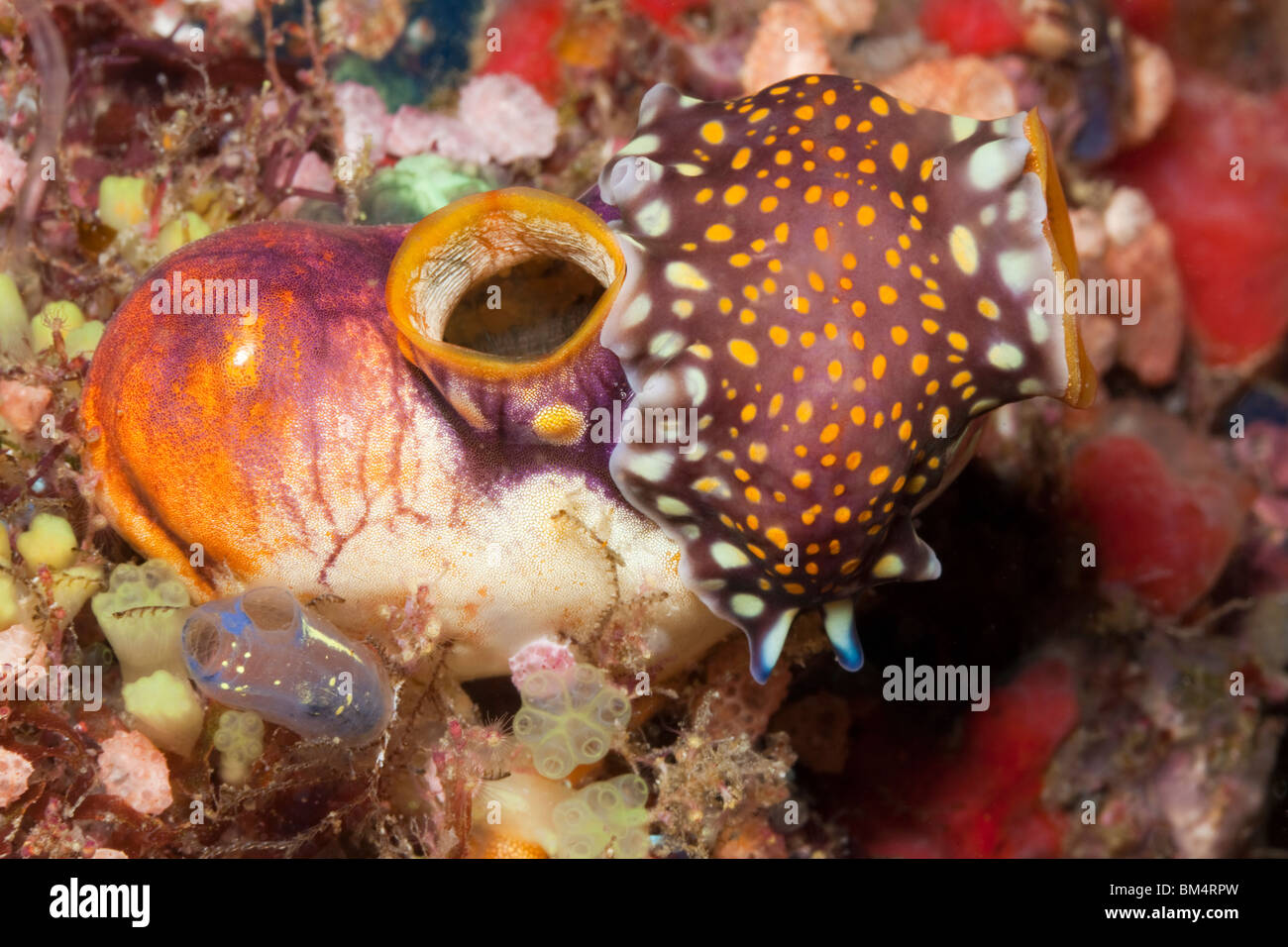 Platyzoa -Fotos und -Bildmaterial in hoher Auflösung – Alamy