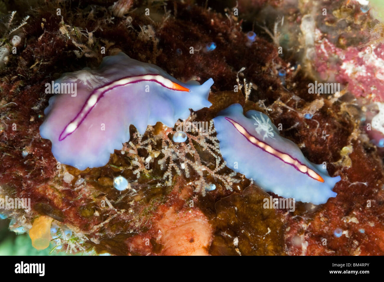 Zwei Plattwürmer, Pseudoceros Bifurcus, Polycarpa Aurata, Raja Ampat ...