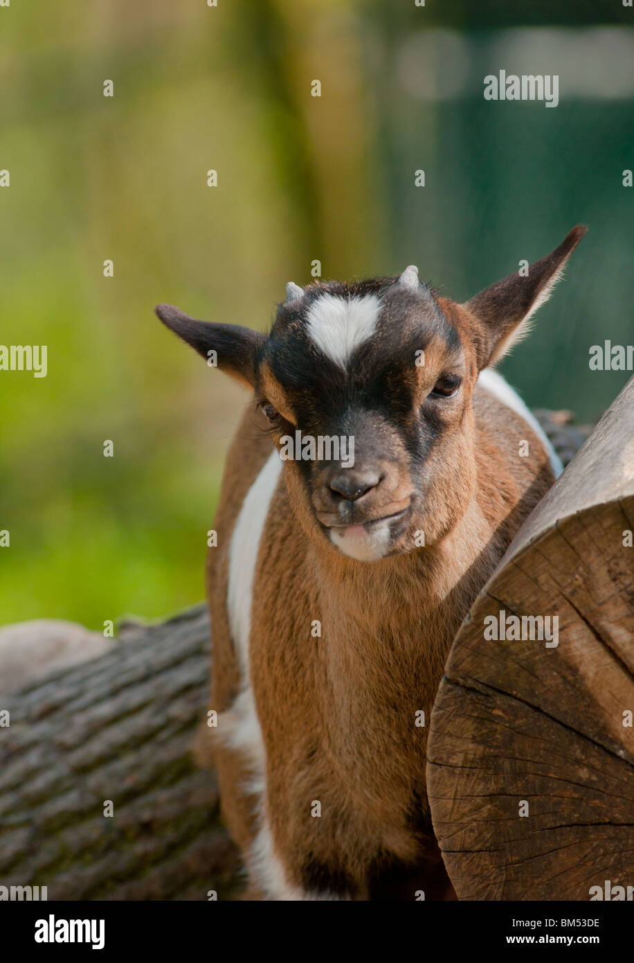 Goats munich -Fotos und -Bildmaterial in hoher Auflösung – Alamy