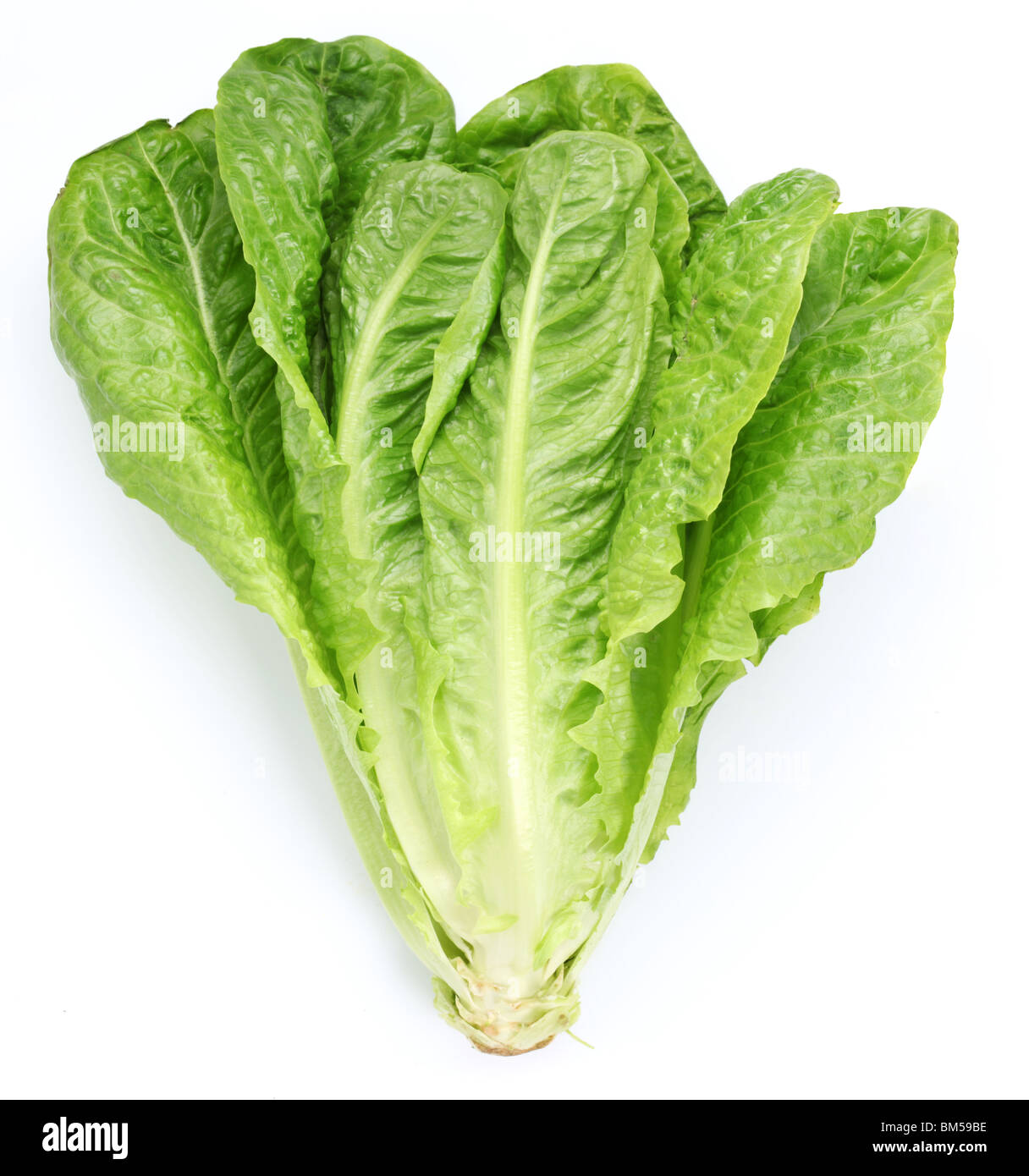 Salatblätter auf weißem hintergrund -Fotos und -Bildmaterial in hoher ...