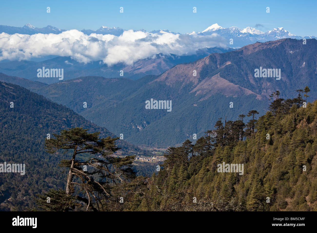Tree bhutanese -Fotos und -Bildmaterial in hoher Auflösung – Alamy