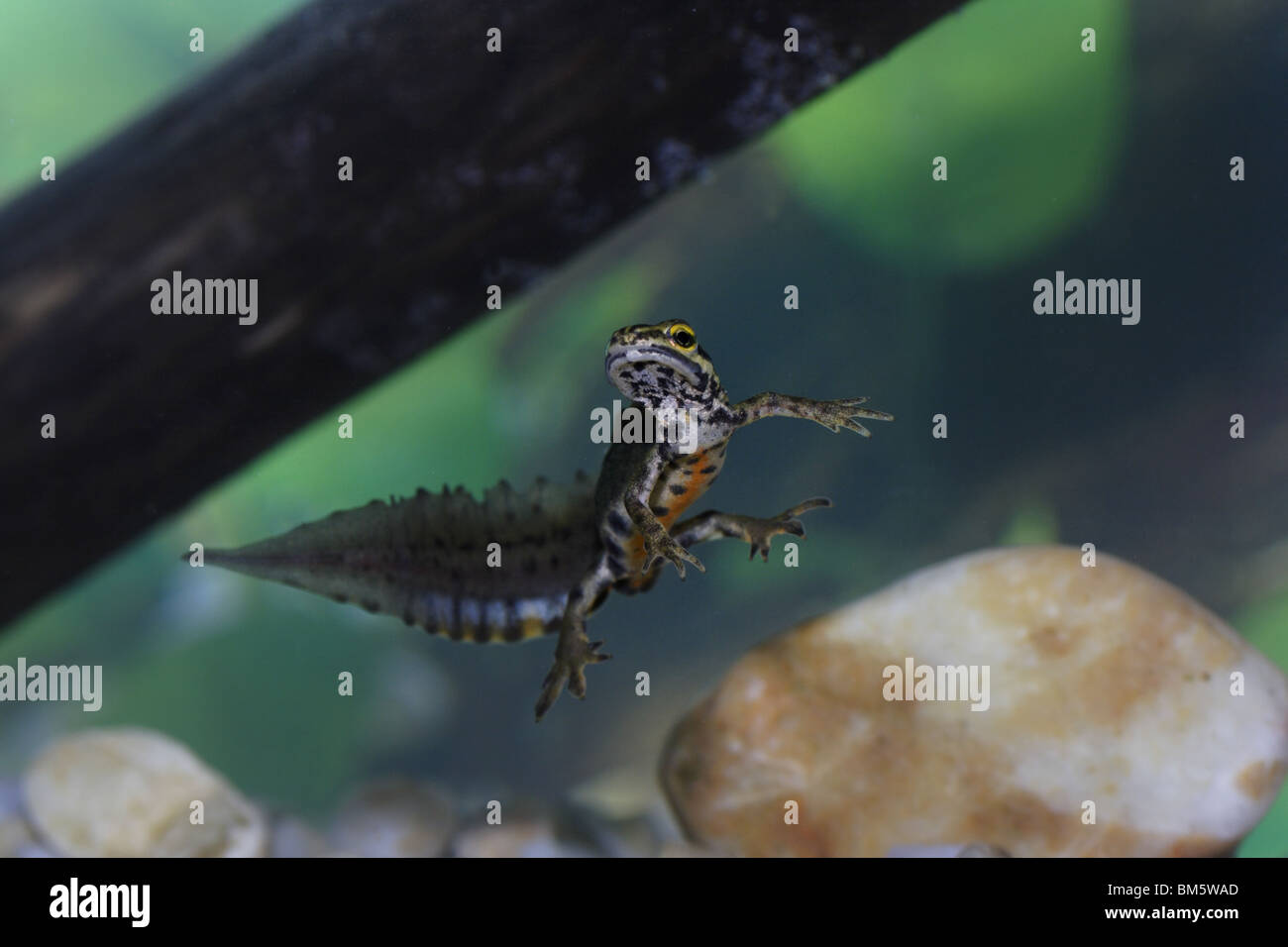 Molch, Teichmolch, Triturus, Vulgaris, Lissotriton, Common, Newt ...