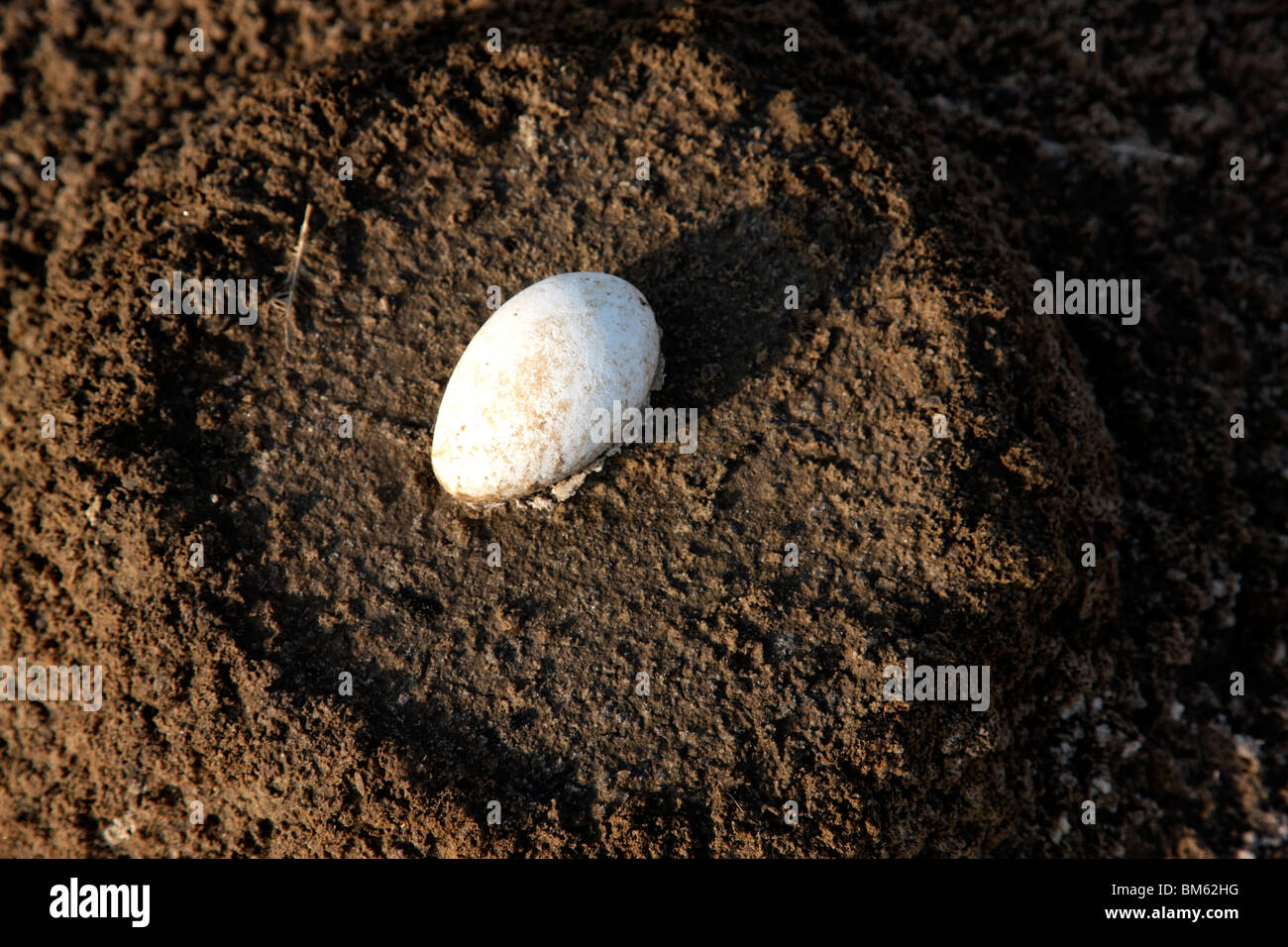 Flamingo ei -Fotos und -Bildmaterial in hoher Auflösung – Alamy