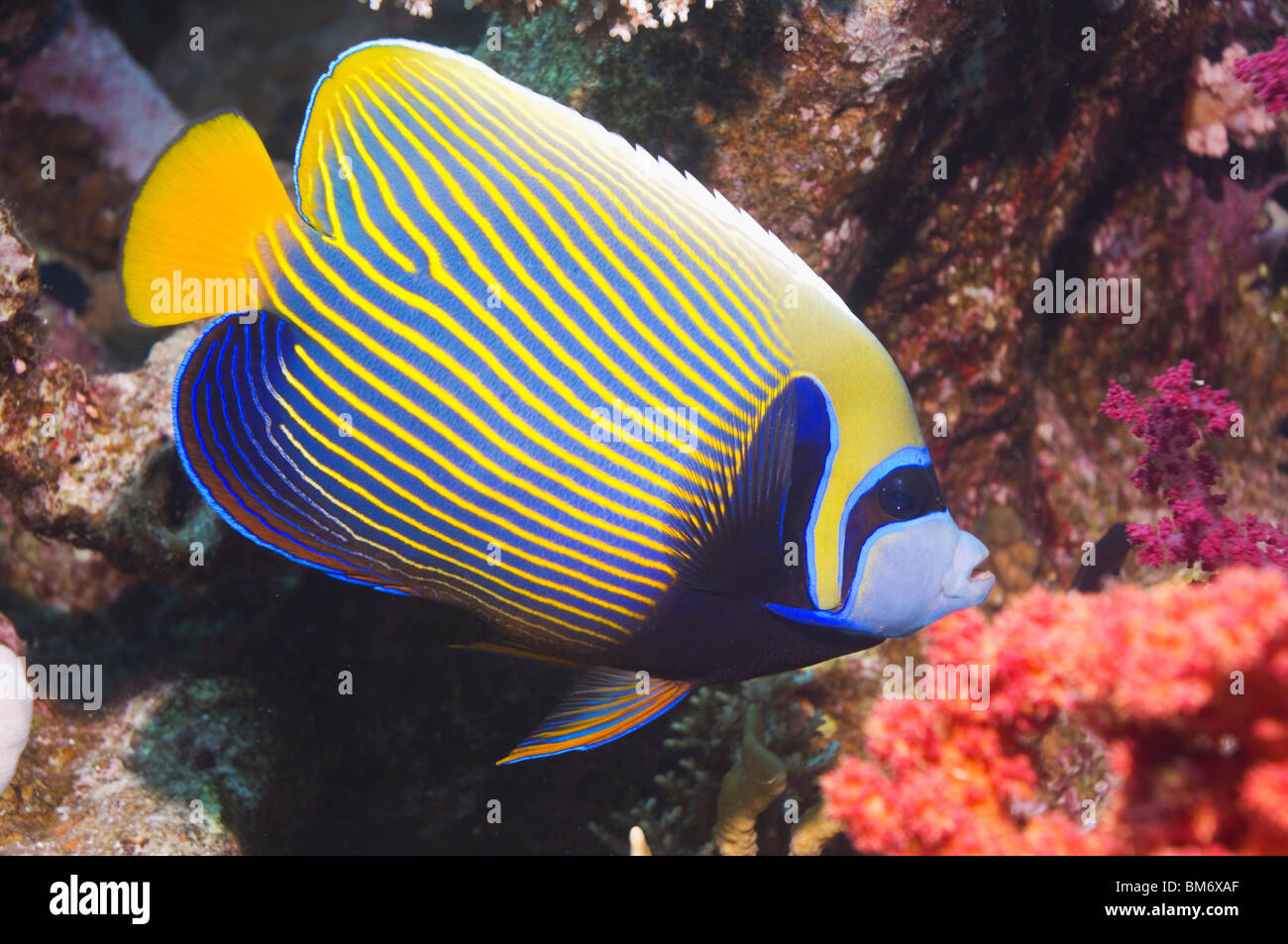Kaiser-Kaiserfisch (Pomacanthus Imperator). Rotes Meer, Ägypten ...