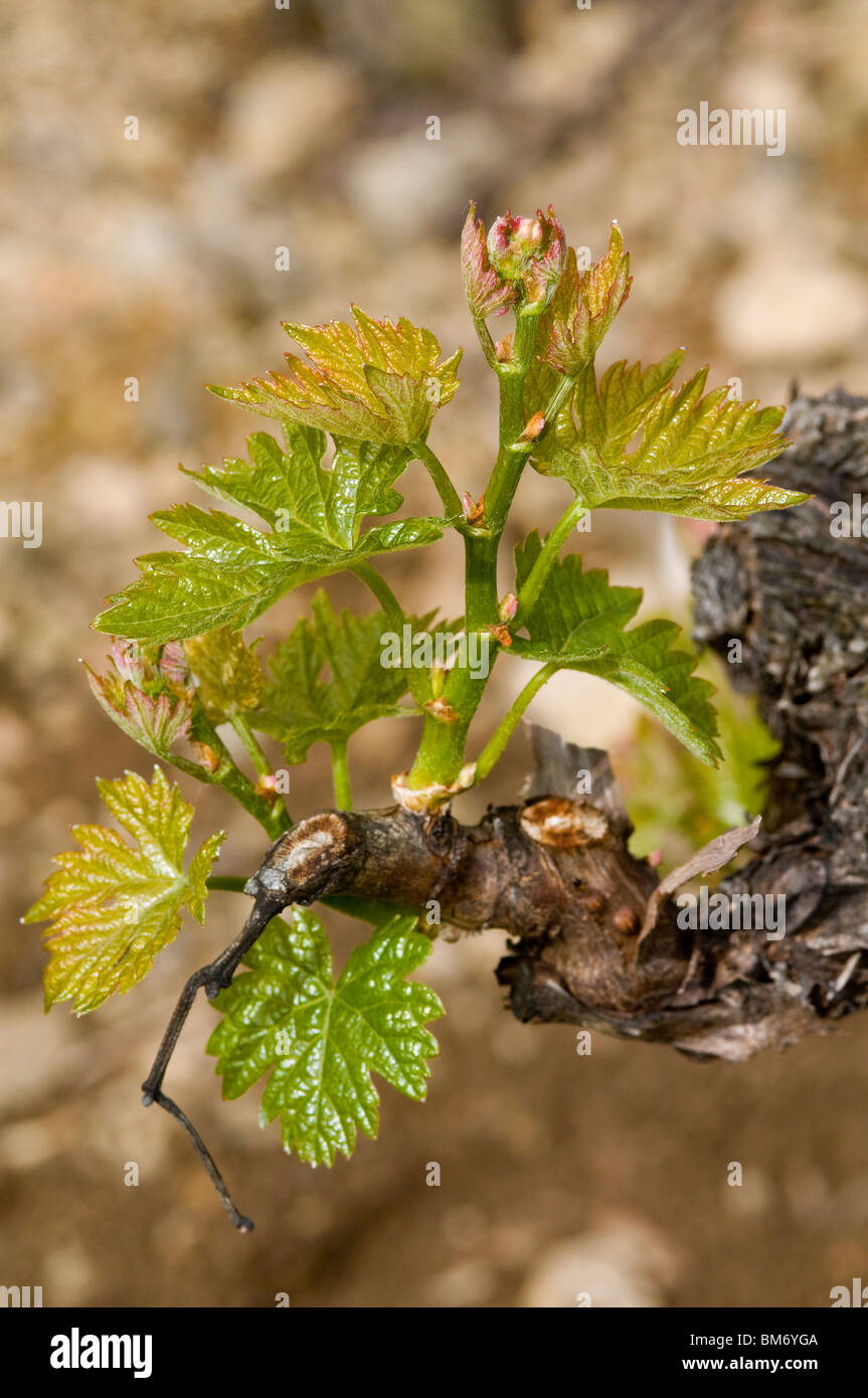 Close-up auf der ersten Blätter einer Rebe Stockfotografie - Alamy