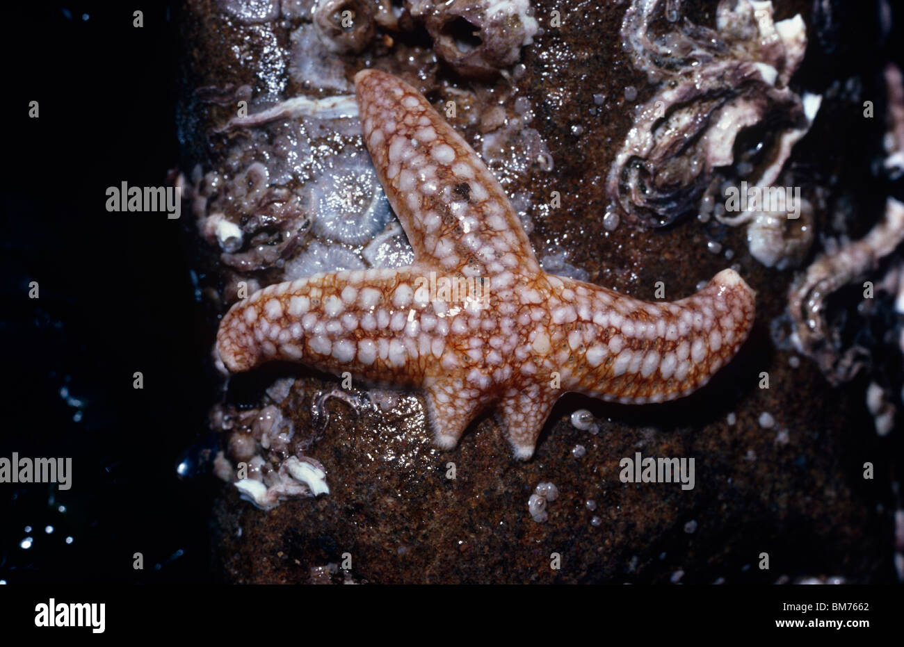 Starfish Growing Arm Stockfotos & Starfish Growing Arm Bilder - Alamy
