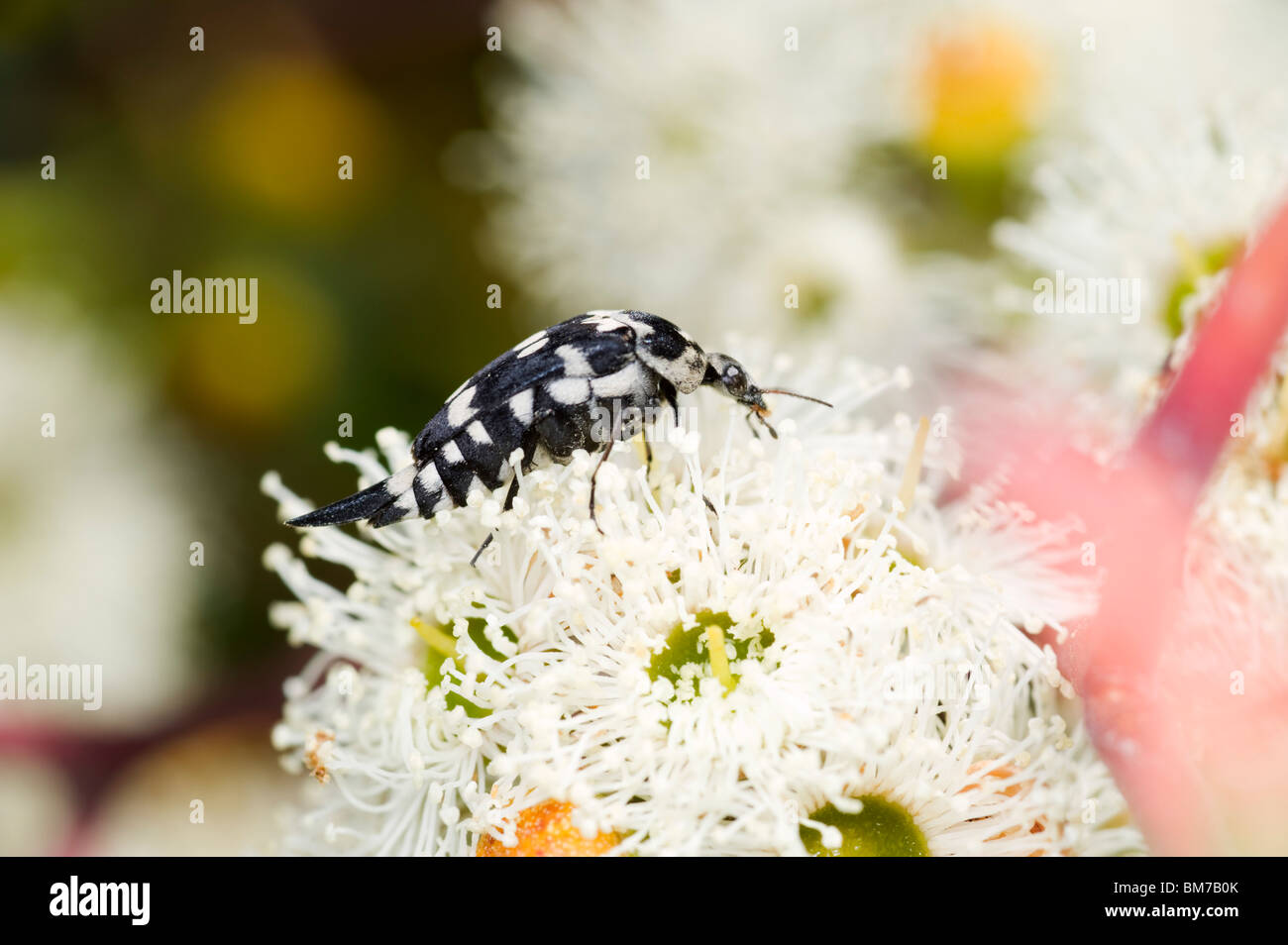 Gum tree blume -Fotos und -Bildmaterial in hoher Auflösung – Alamy