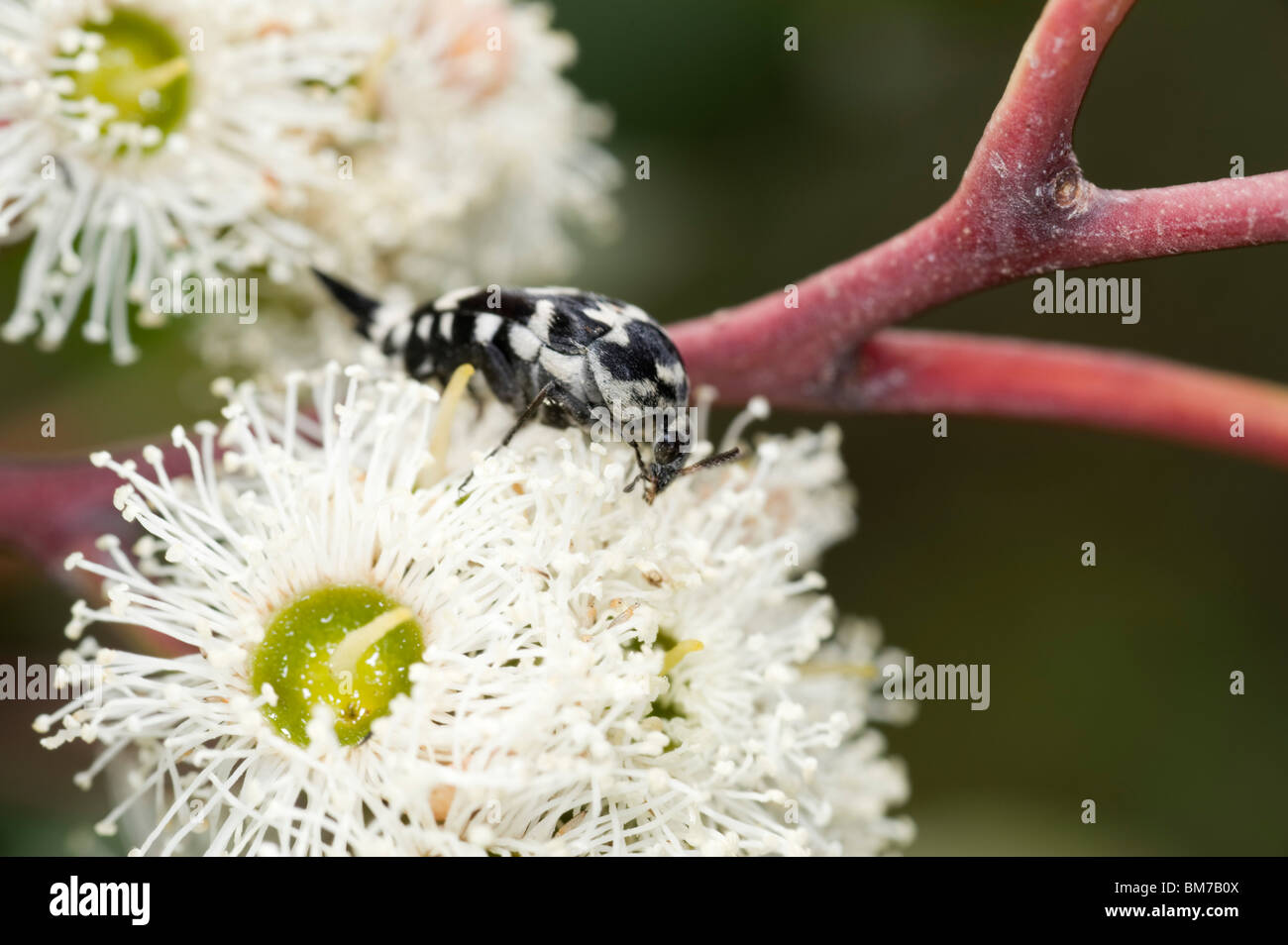 Gum tree blume -Fotos und -Bildmaterial in hoher Auflösung – Alamy