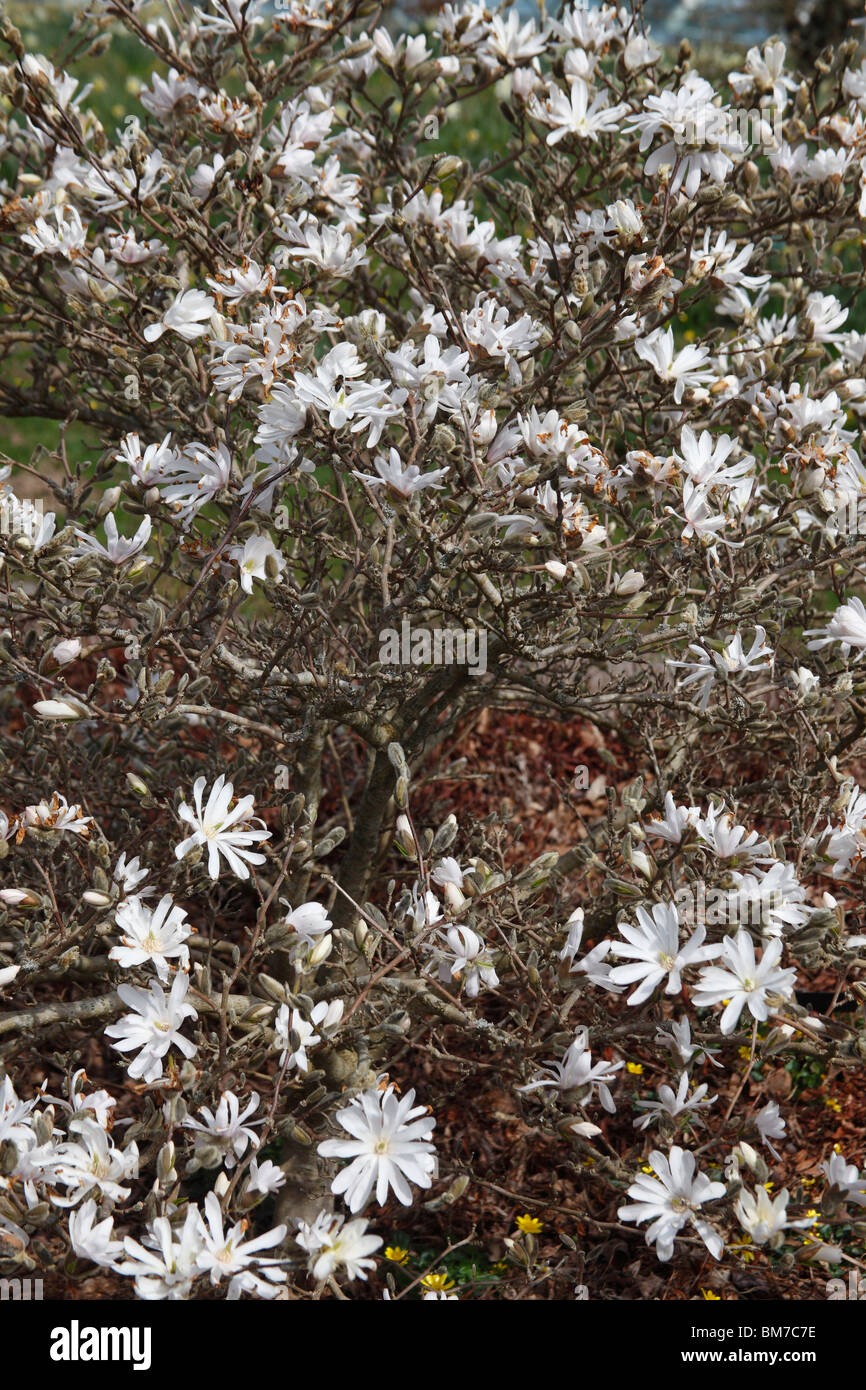 Magnolien strauch -Fotos und -Bildmaterial in hoher Auflösung – Alamy