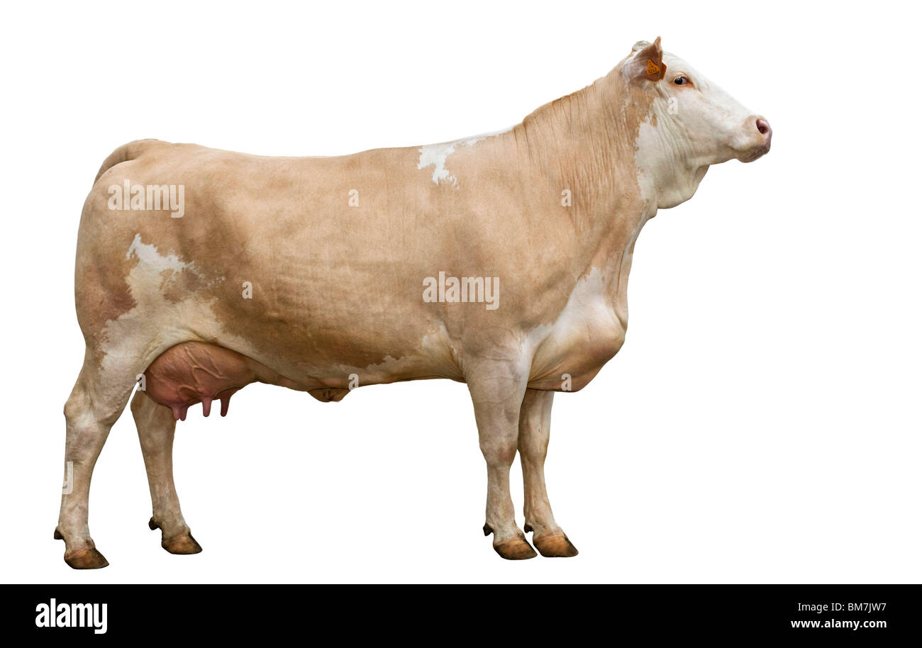 Simmental kuh -Fotos und -Bildmaterial in hoher Auflösung – Alamy