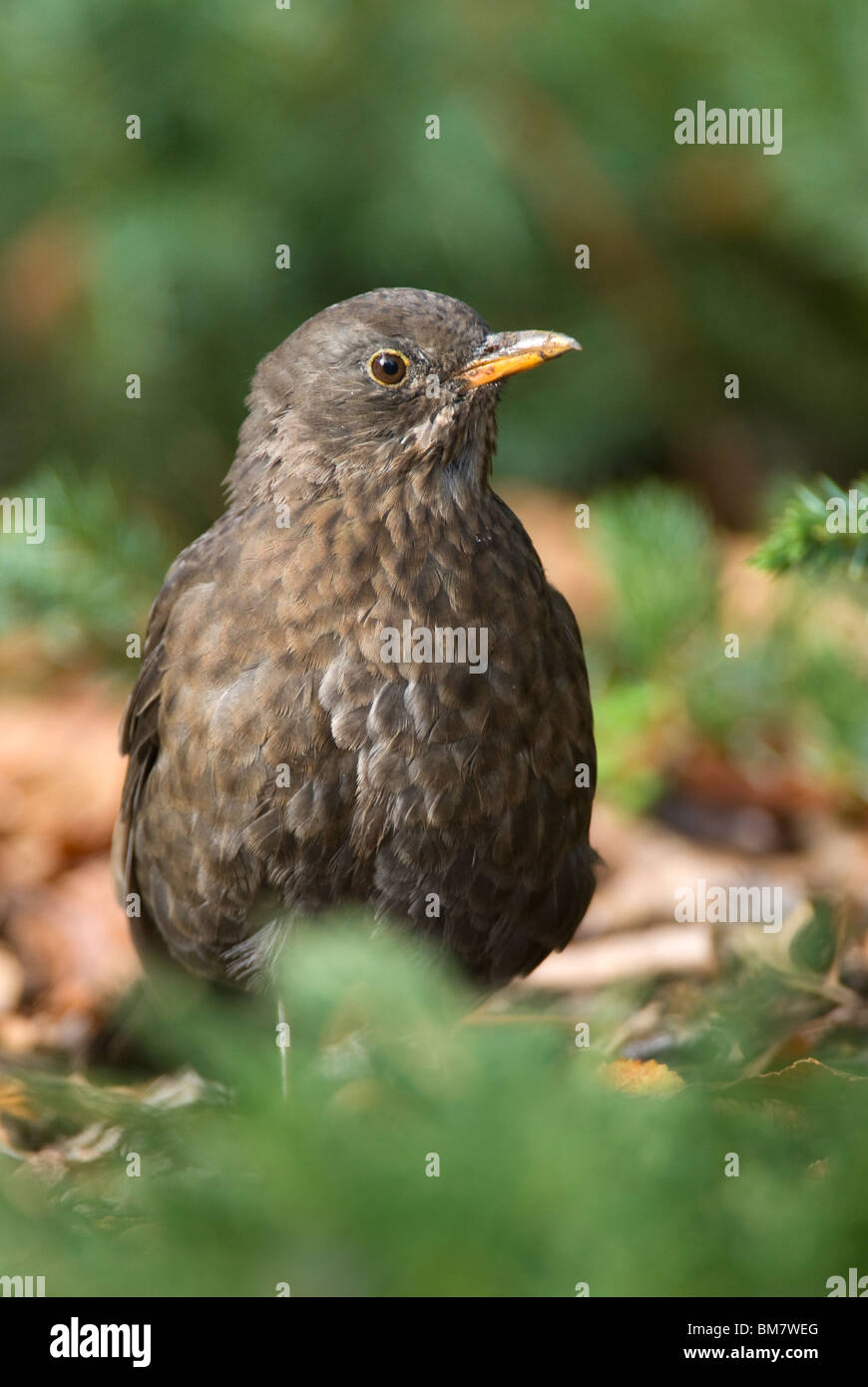 Weibliche amsel turdus merula -Fotos und -Bildmaterial in hoher ...