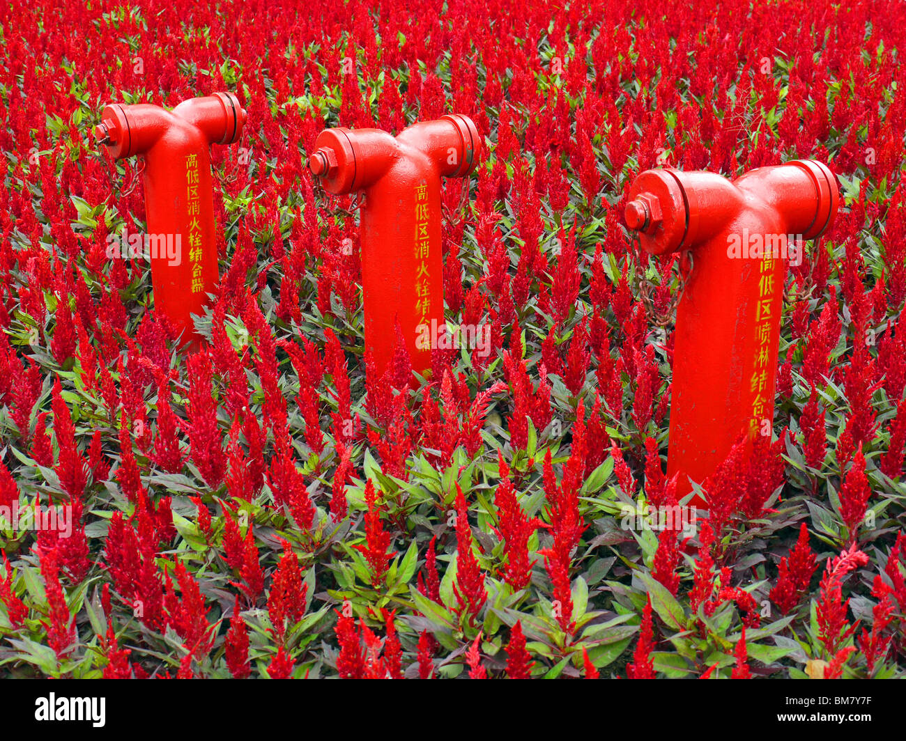 Hydrant tropical -Fotos und -Bildmaterial in hoher Auflösung – Alamy