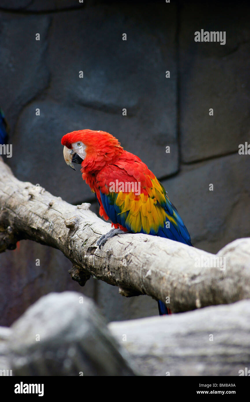 Verde pappagallo -Fotos und -Bildmaterial in hoher Auflösung – Alamy