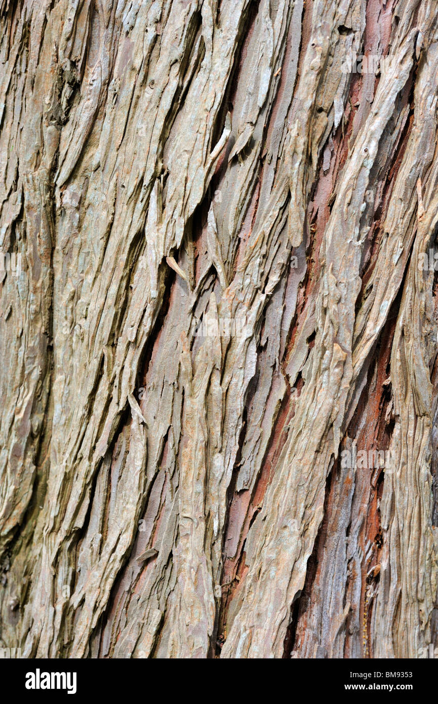 Yew tree bark -Fotos und -Bildmaterial in hoher Auflösung – Alamy